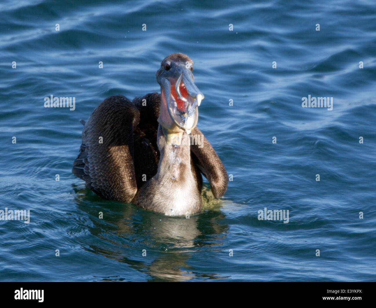 Pelican fish hi-res stock photography and images - Alamy