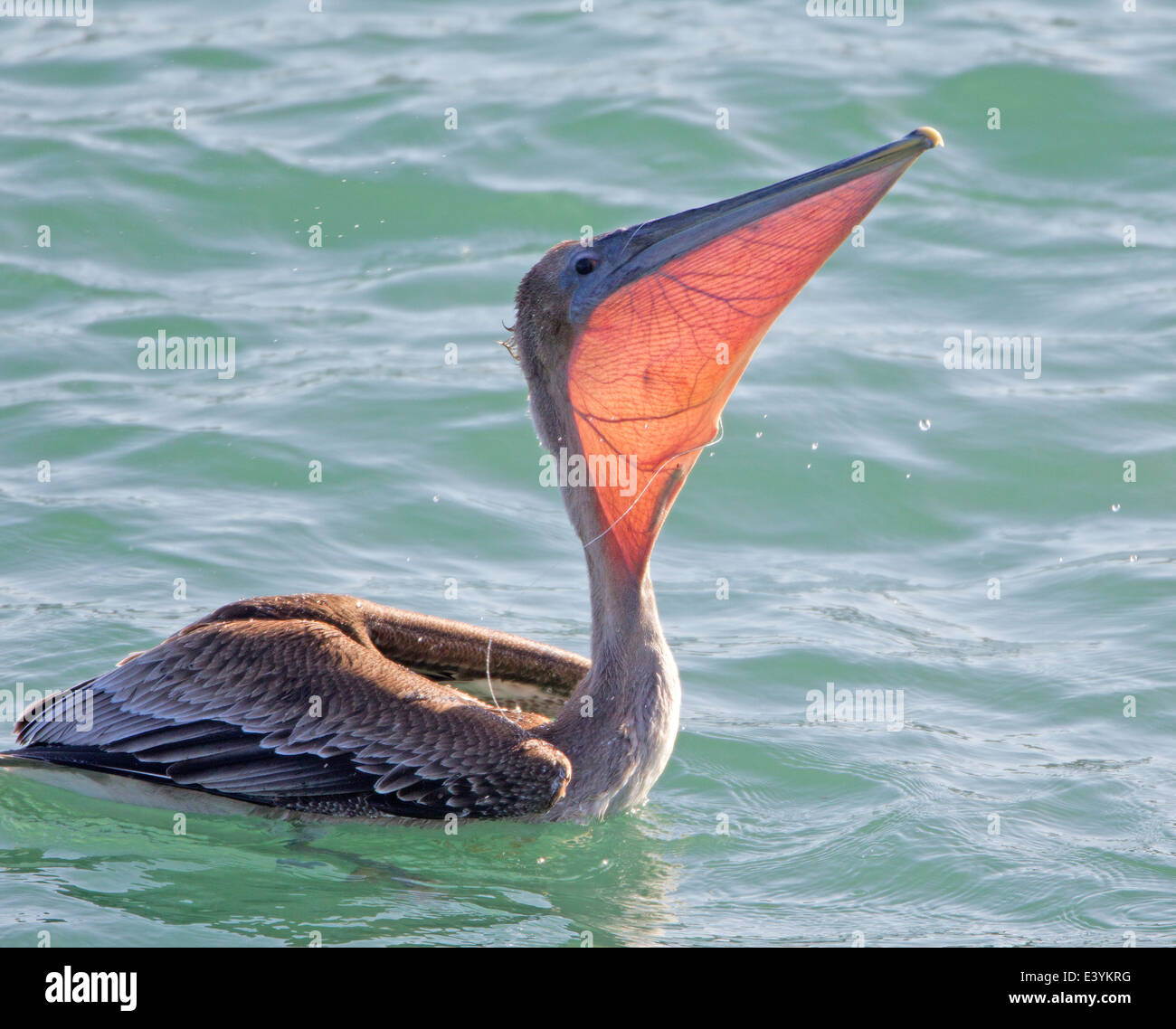 Pelican fish hi-res stock photography and images - Alamy