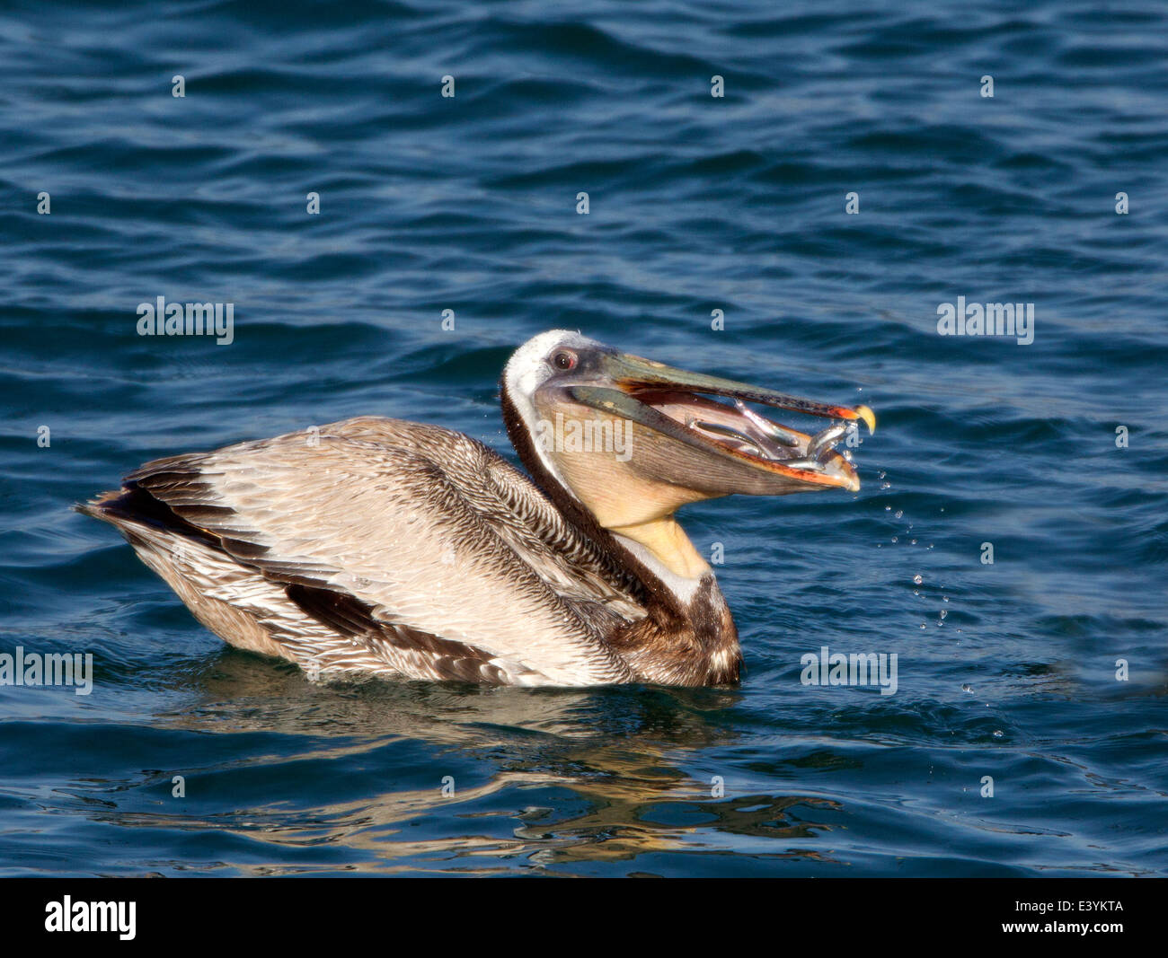 Pelican Pouch Fish High Resolution Stock Photography and Images - Alamy