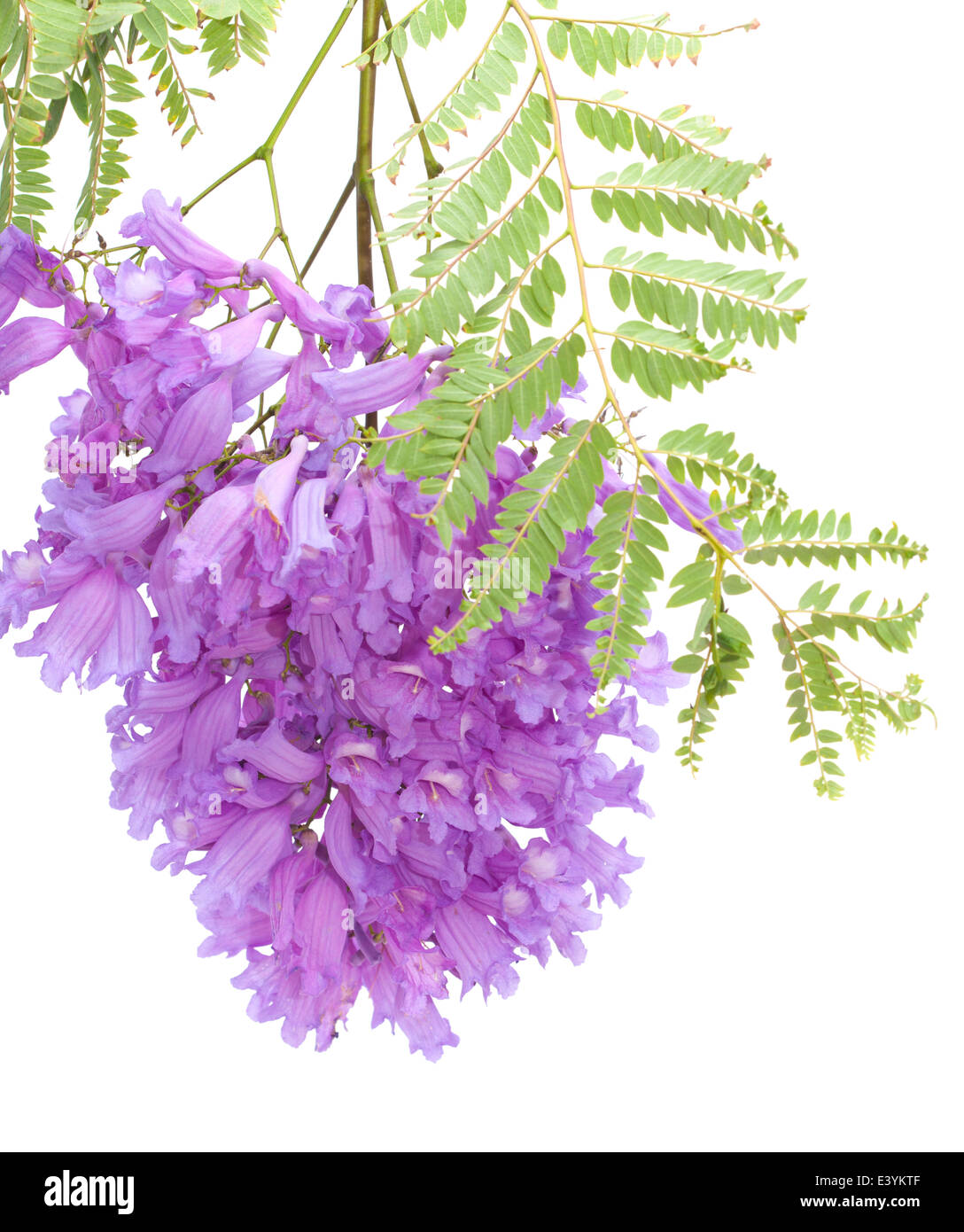 Jacaranda flowers hi-res stock photography and images - Alamy
