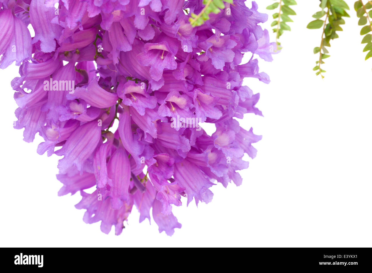 Jacaranda flowers isolated on white Stock Photo - Alamy