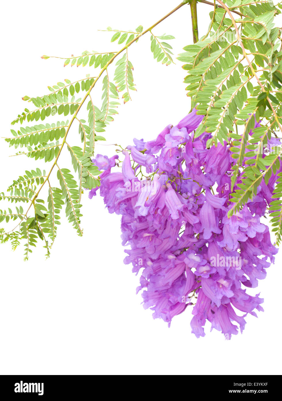 Jacaranda flowers hi-res stock photography and images - Alamy