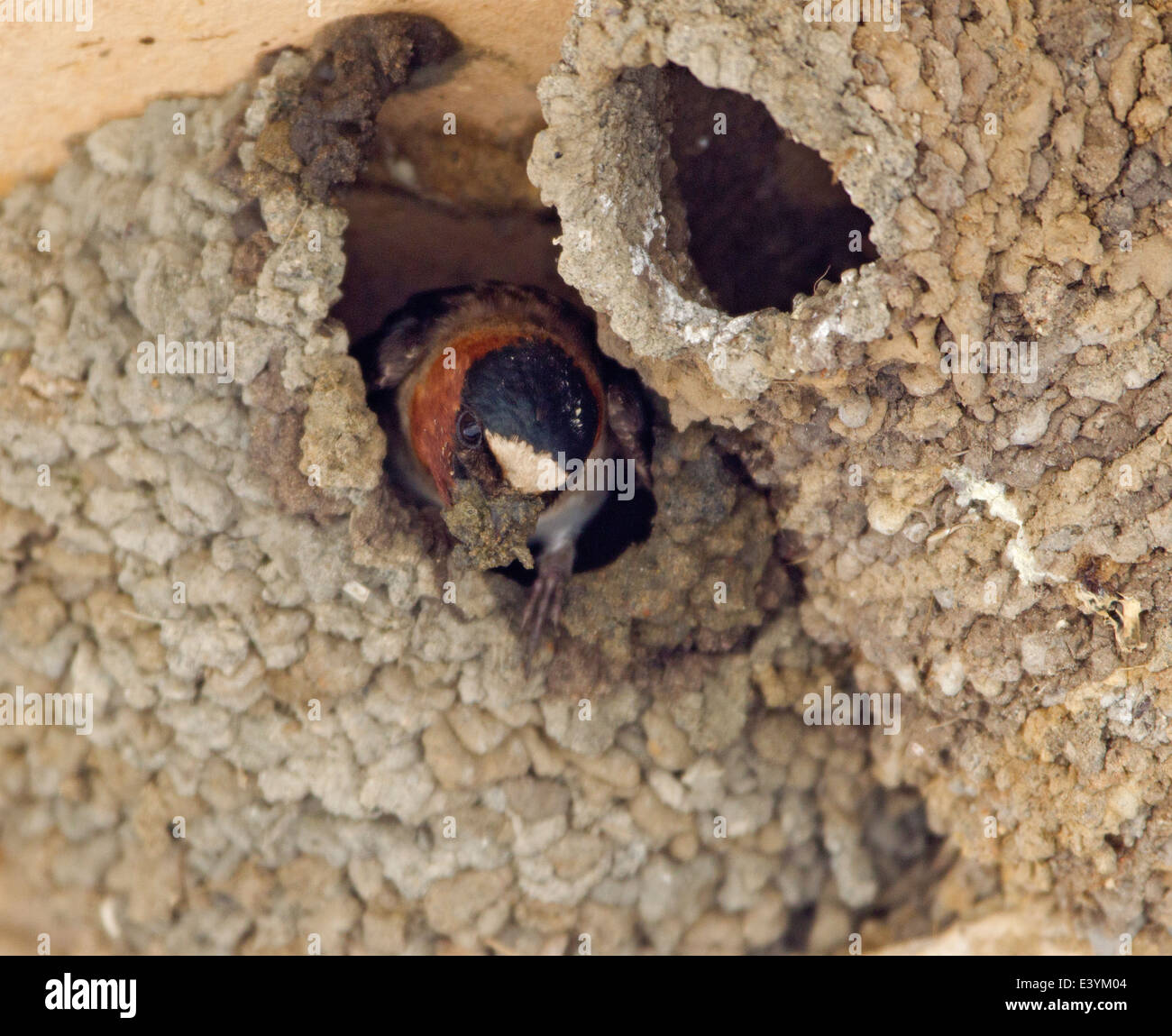 Cliff Swallow Building Nest Stock Photo - Alamy