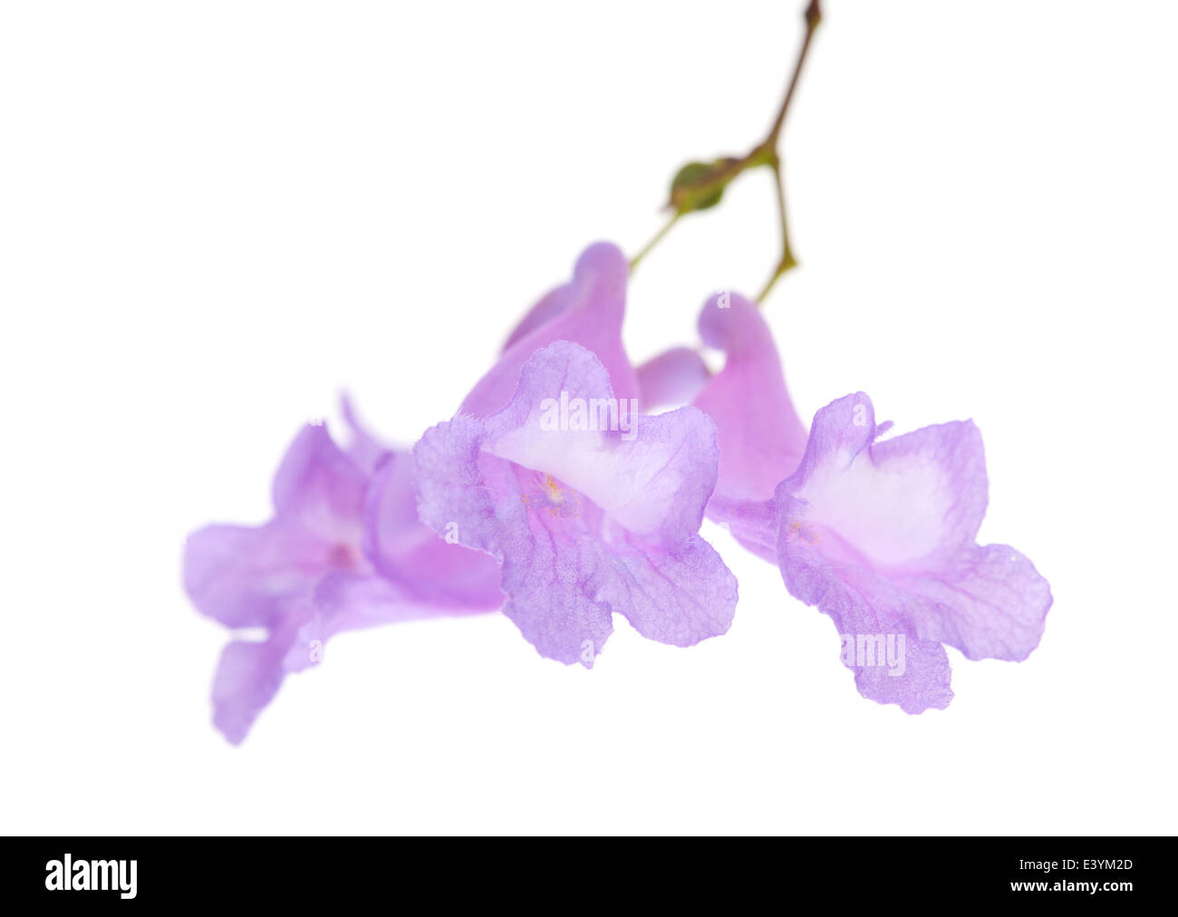 Purple jacaranda Cut Out Stock Images & Pictures - Alamy