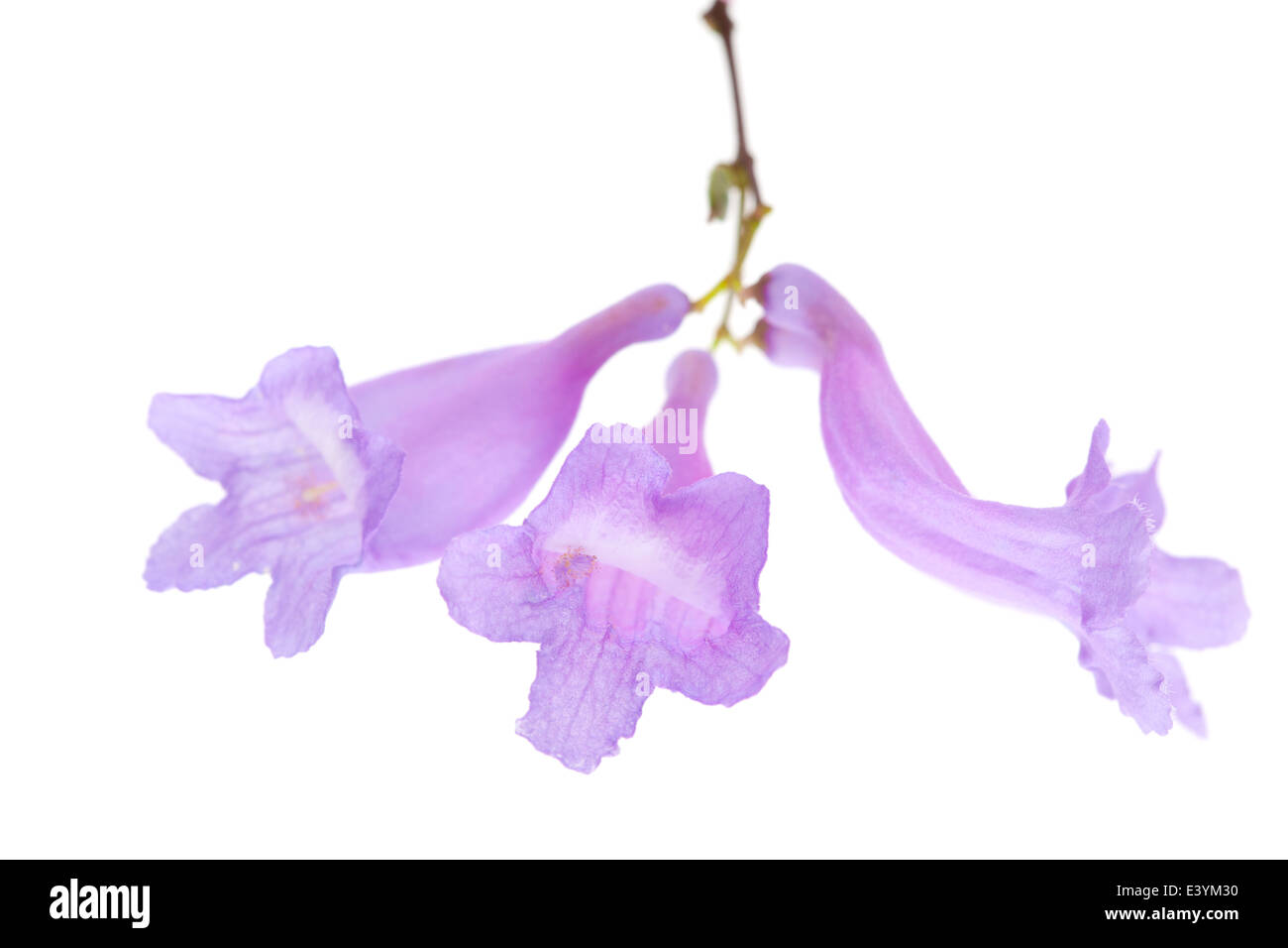 Panicles of flowers Cut Out Stock Images & Pictures - Alamy