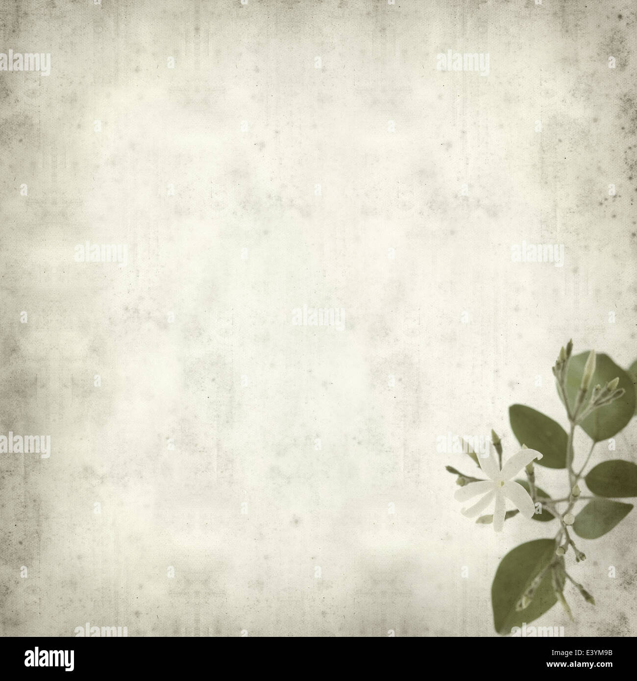 textured old paper background with white jasmine flower Stock Photo - Alamy
