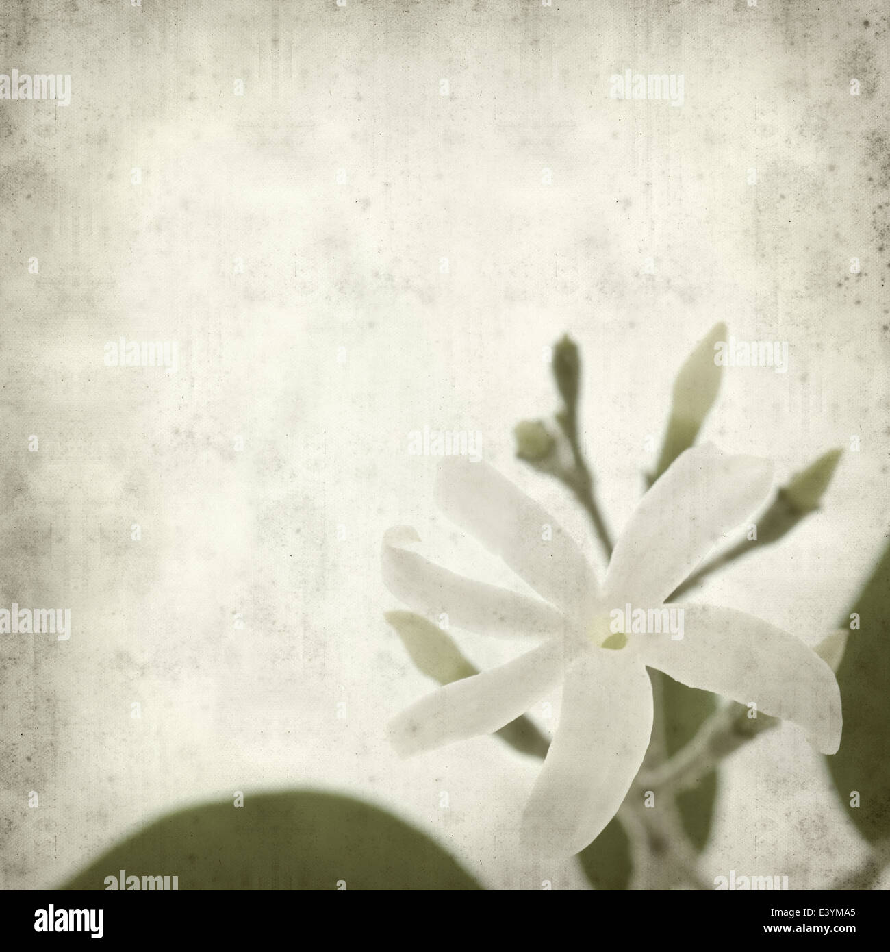 textured old paper background with white jasmine flower Stock Photo - Alamy
