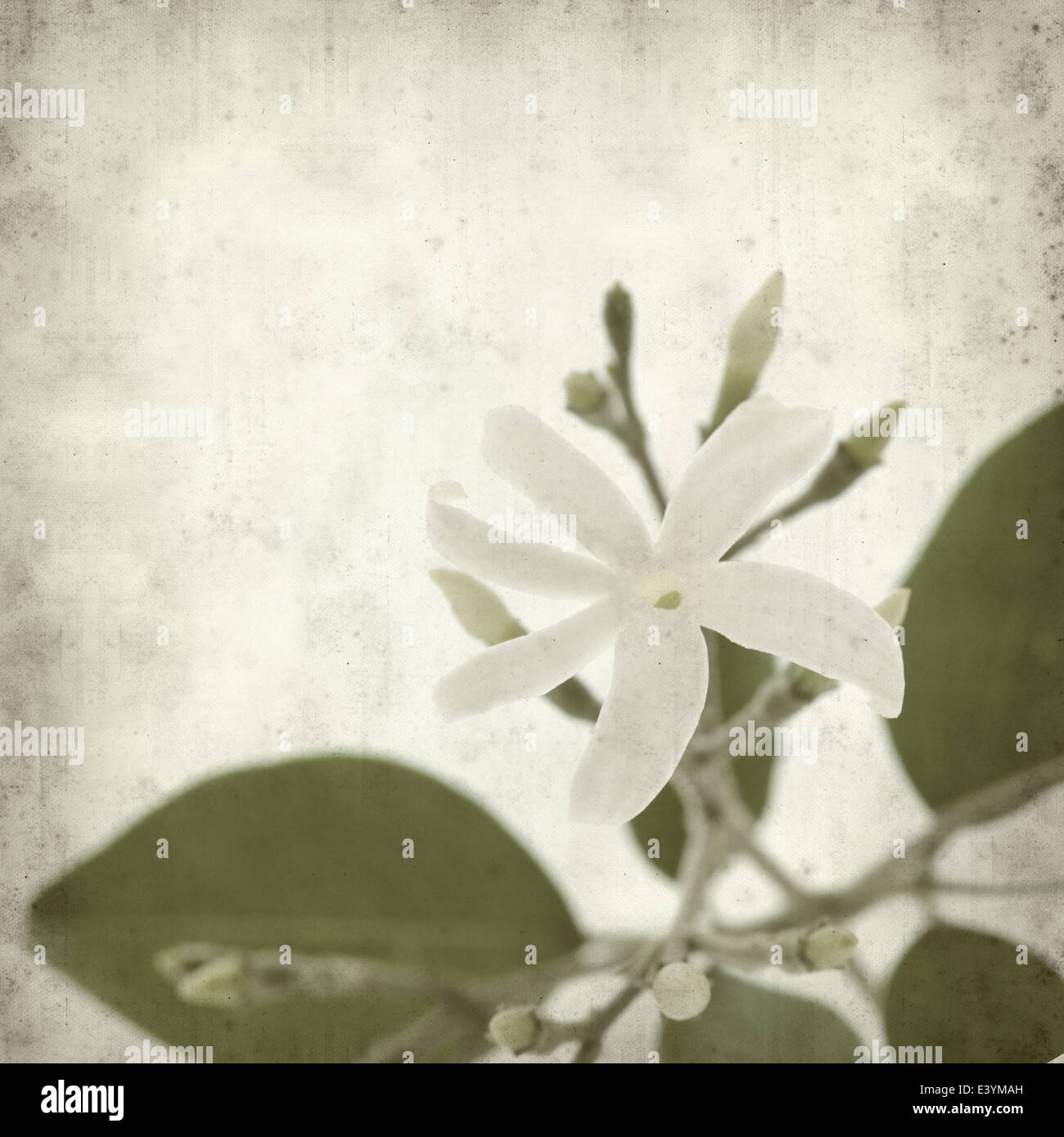 textured old paper background with white jasmine flower Stock Photo - Alamy