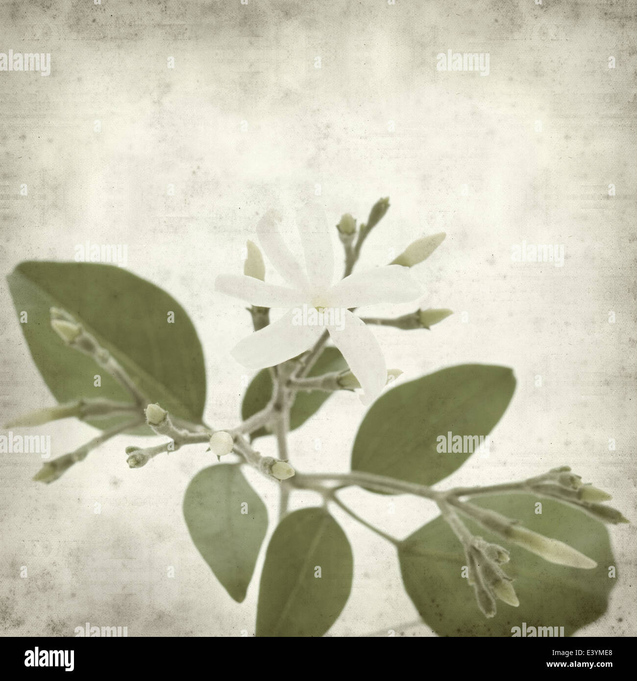 textured old paper background with white jasmine flower Stock Photo - Alamy