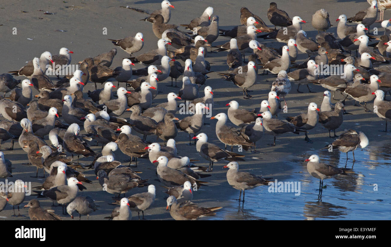 On seashore hi-res stock photography and images - Alamy