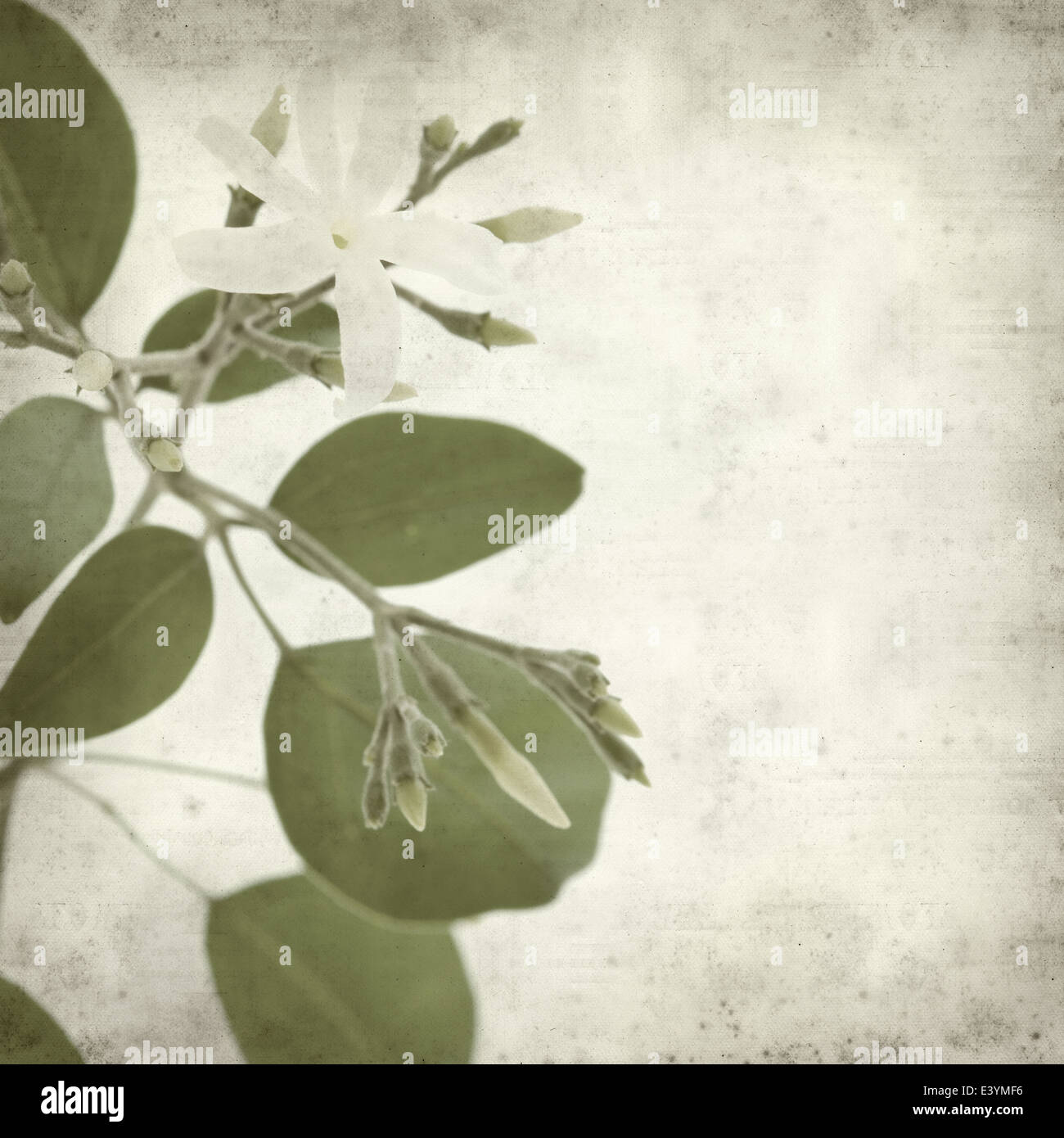 textured old paper background with white jasmine flower Stock Photo - Alamy