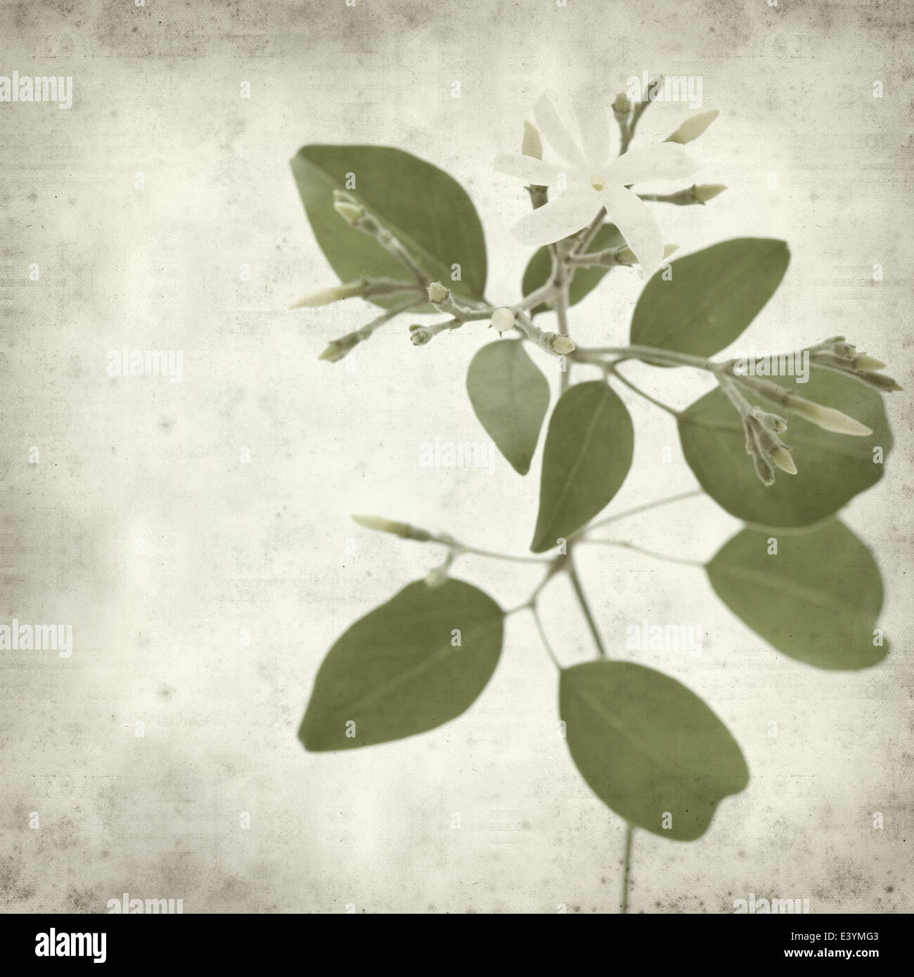 textured old paper background with white jasmine flower Stock Photo - Alamy
