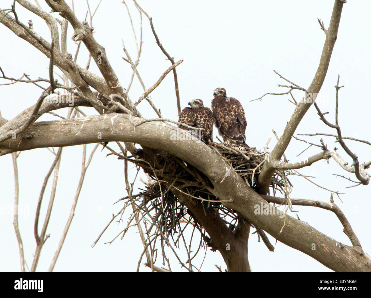 Red tailed hawks nest hi-res stock photography and images - Alamy