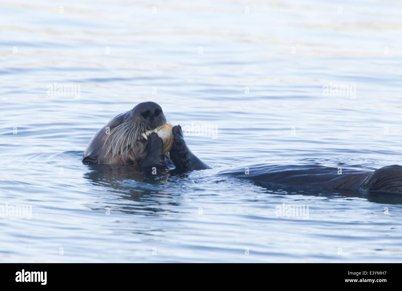 Sea Otter Clam High Resolution Stock Photography and Images - Alamy