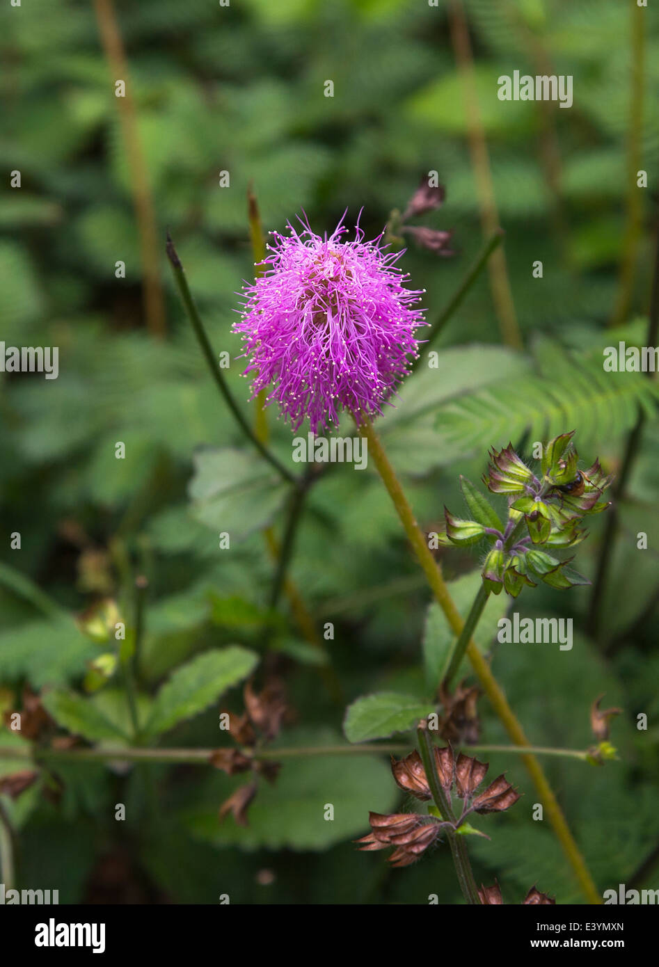 Mimosa butterfly hi-res stock photography and images - Alamy