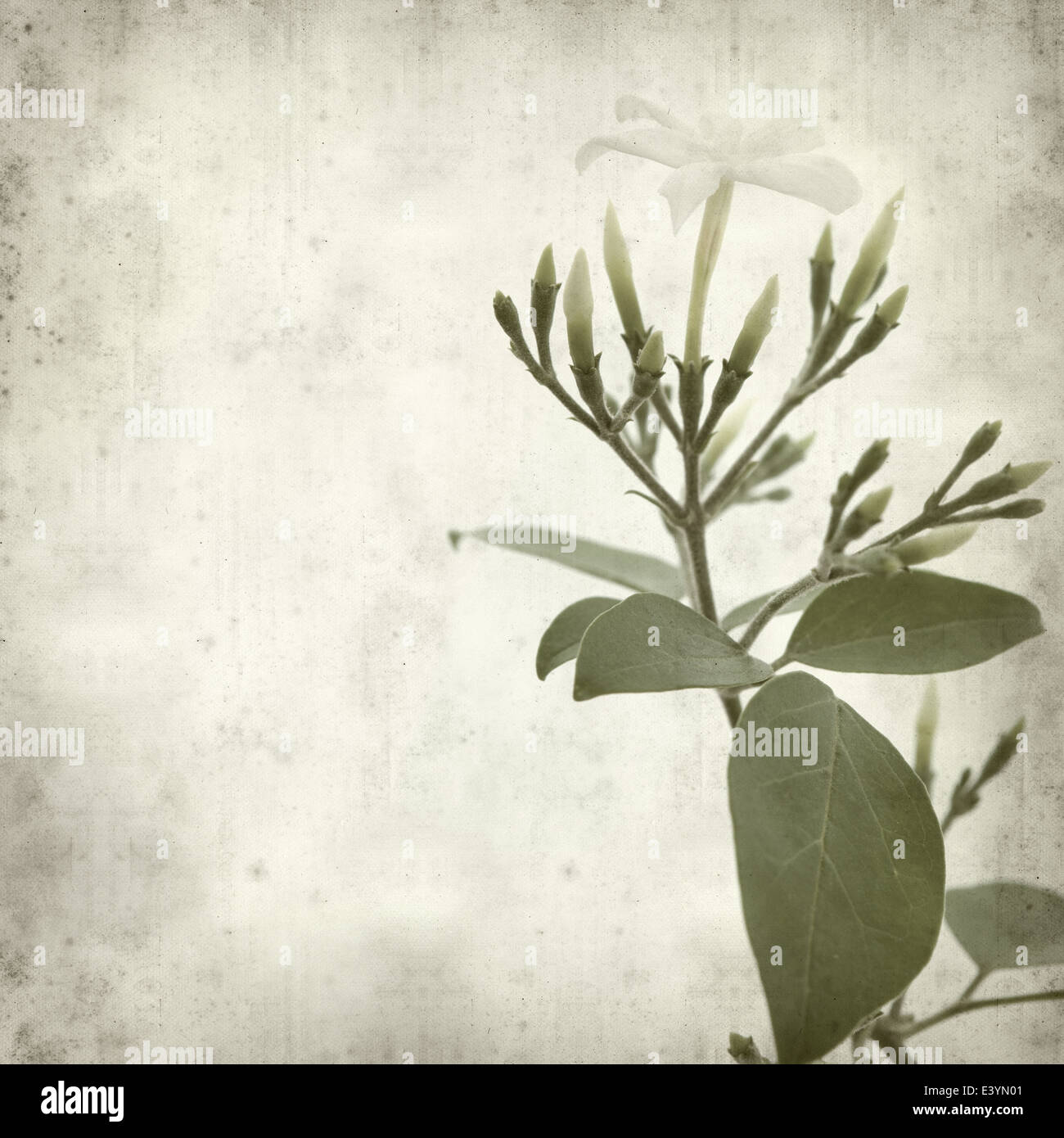 textured old paper background with white jasmine flower Stock Photo - Alamy
