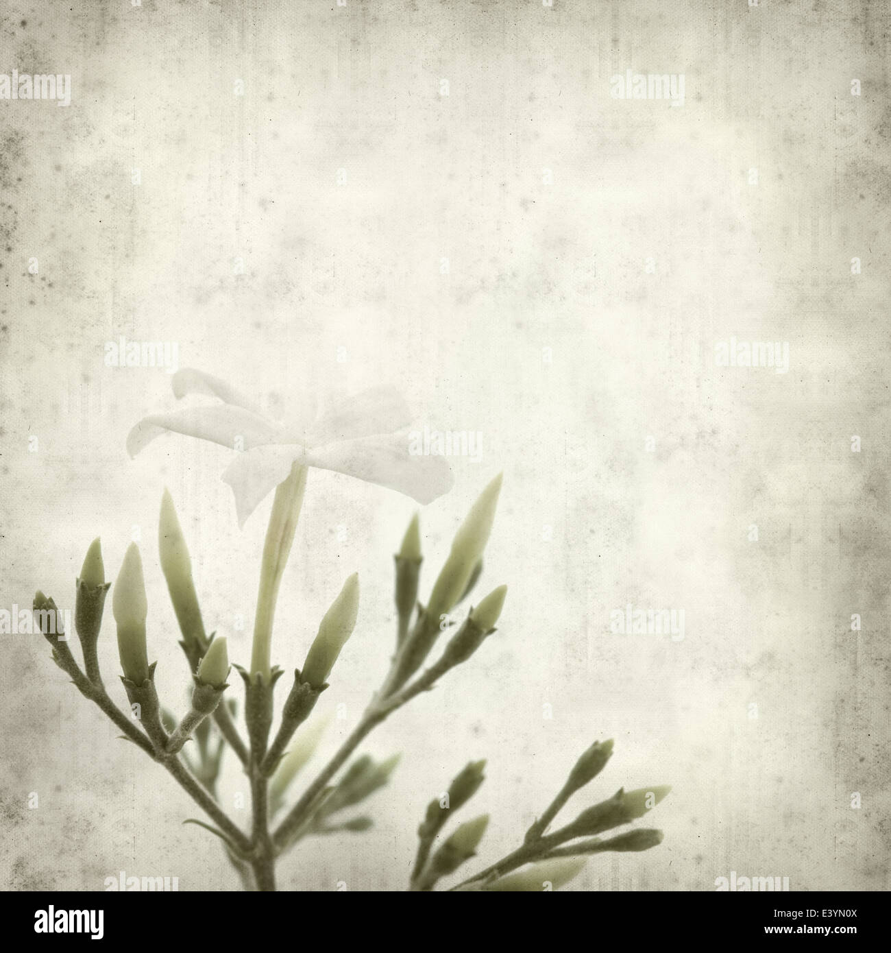textured old paper background with white jasmine flower Stock Photo - Alamy