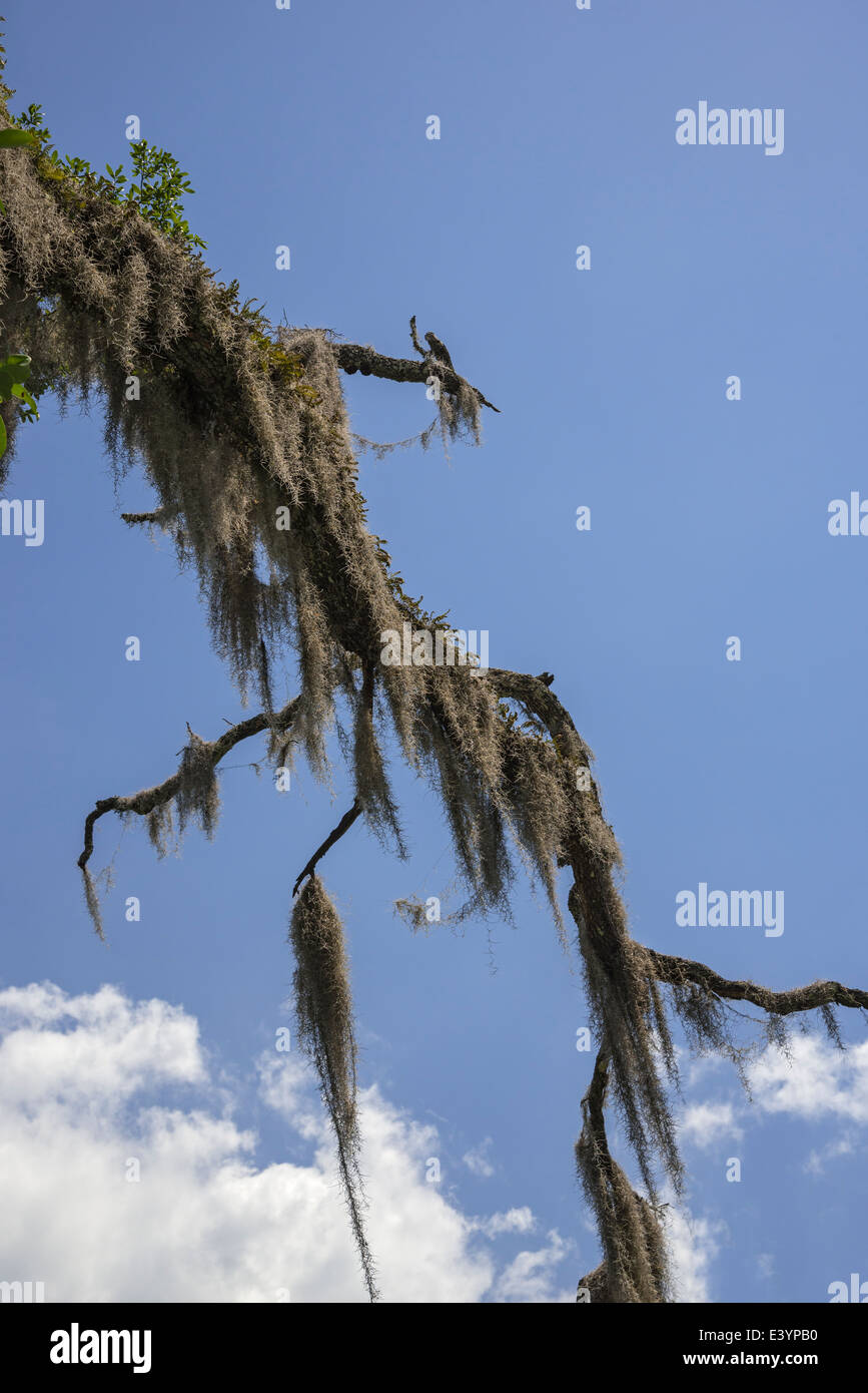 Rainbow Springs State Park is the source of the Rainbow River in North ...