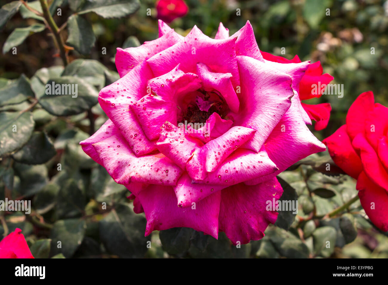 Beautiful pink rose flowers in a garden Stock Photo - Alamy