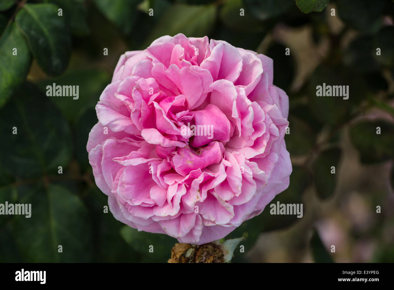 Beautiful pink rose flowers in a garden Stock Photo - Alamy