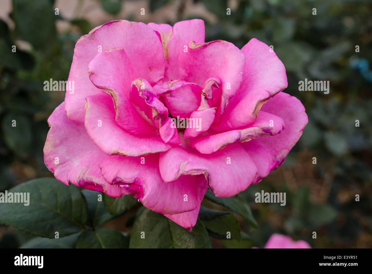 Beautiful pink rose flowers in a garden Stock Photo - Alamy