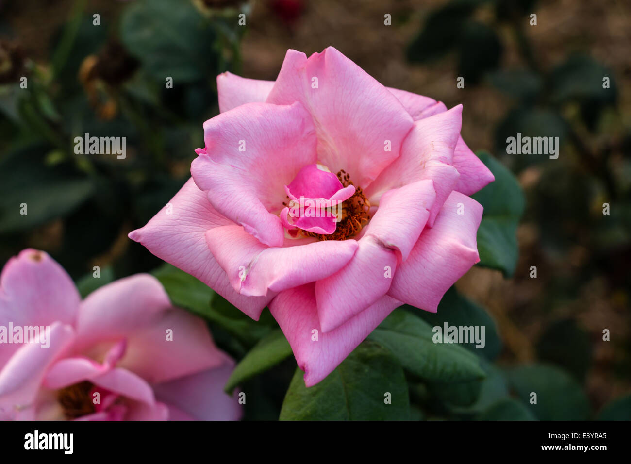 Beautiful pink rose flowers in a garden Stock Photo - Alamy
