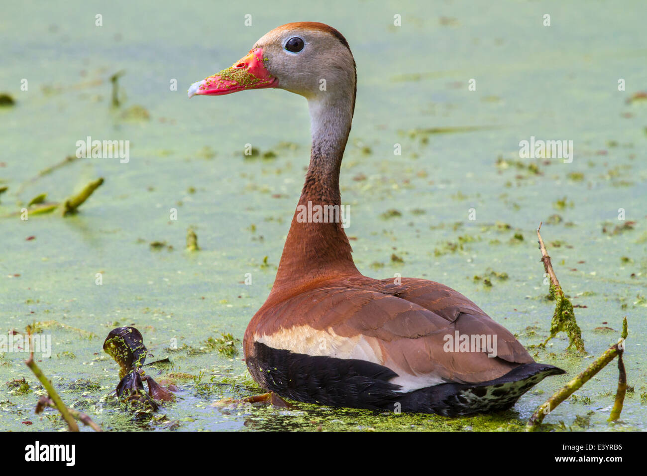 Black-bellied whistling duck (Dendrocygna autumnalis) in a swamp ...