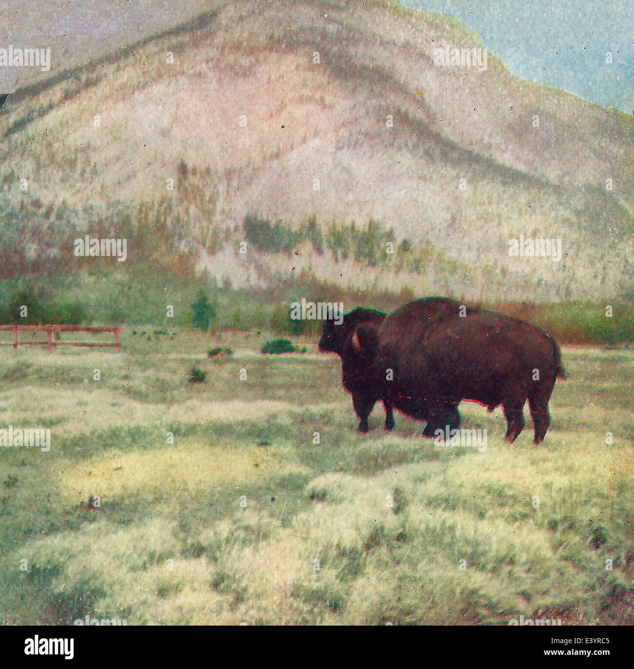 Ancient Monarch of the Herd, Buffalo at Banff, Alberta, Canada, circa ...