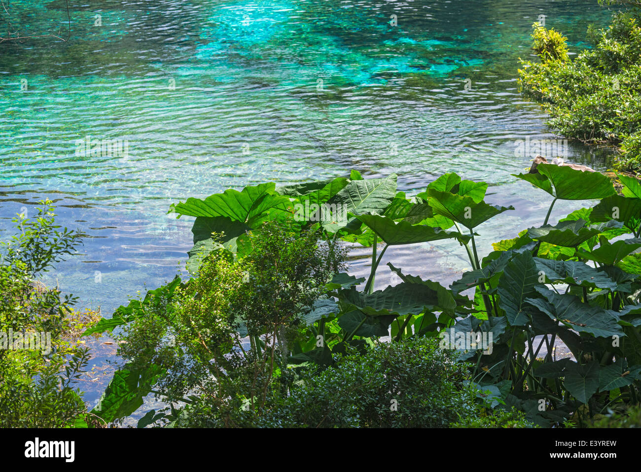 Rainbow Springs State Park is the source of the Rainbow River in North ...