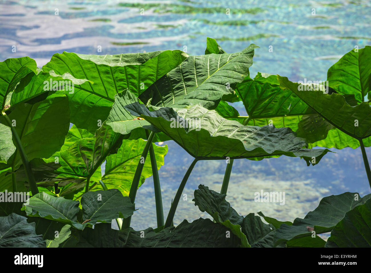 Rainbow Springs State Park is the source of the Rainbow River in North ...