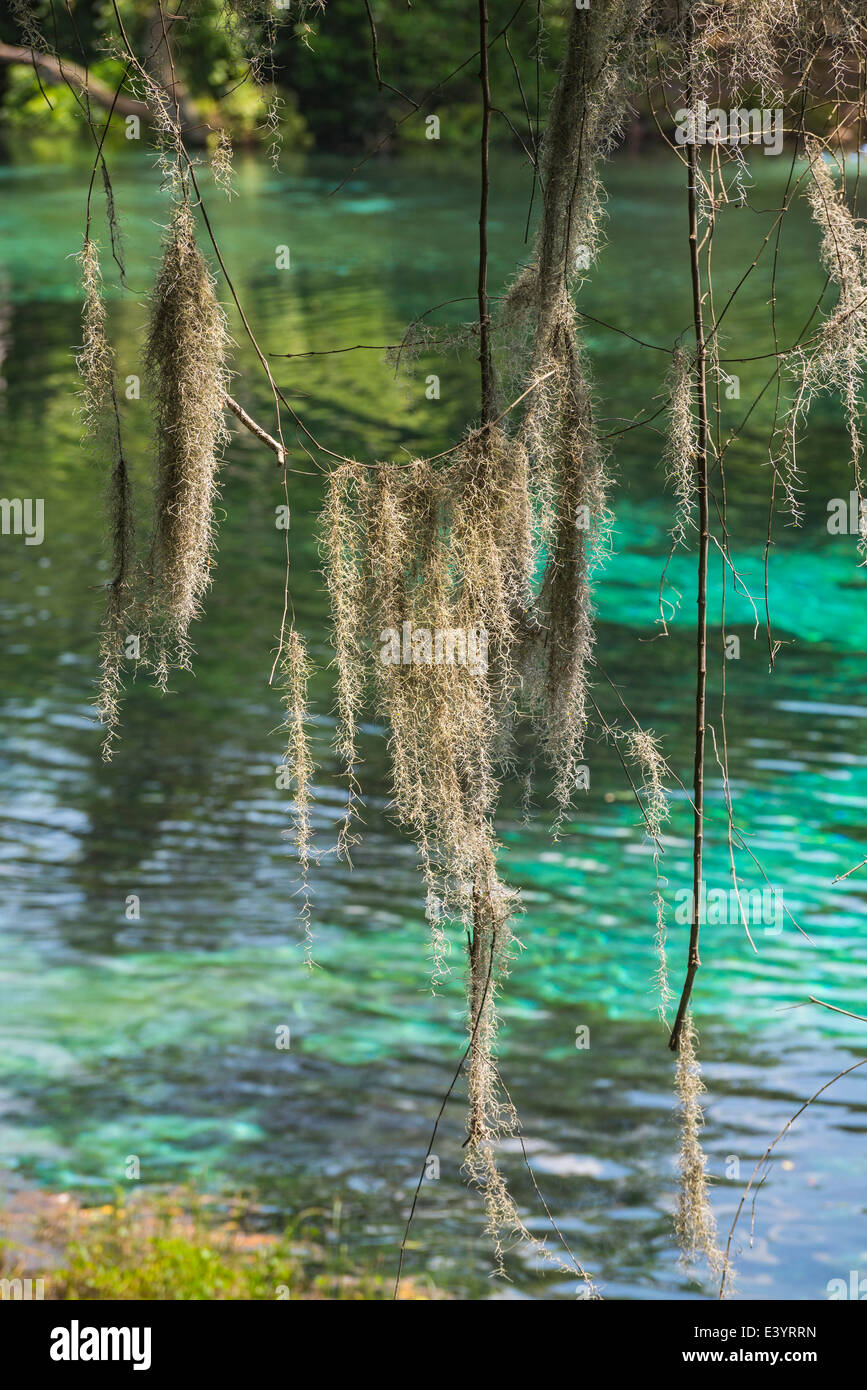 Rainbow Springs State Park is the source of the Rainbow River in North ...