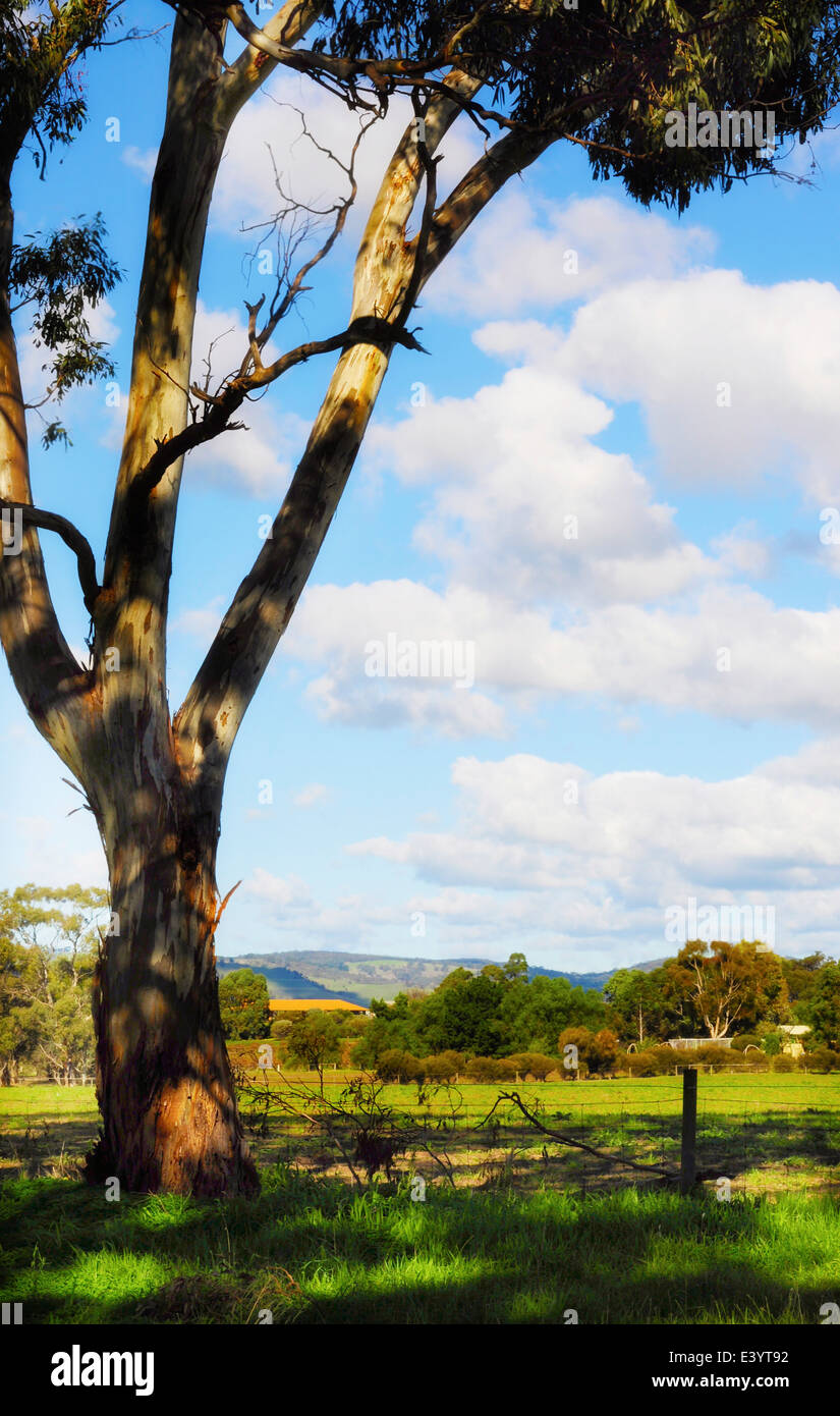 Australian native bushland landscape, taken at Barossa Valley, South ...