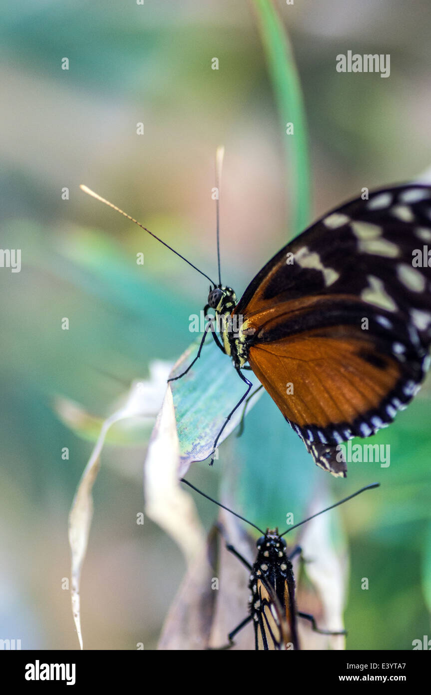 Colorful butterfly vector hi-res stock photography and images - Alamy