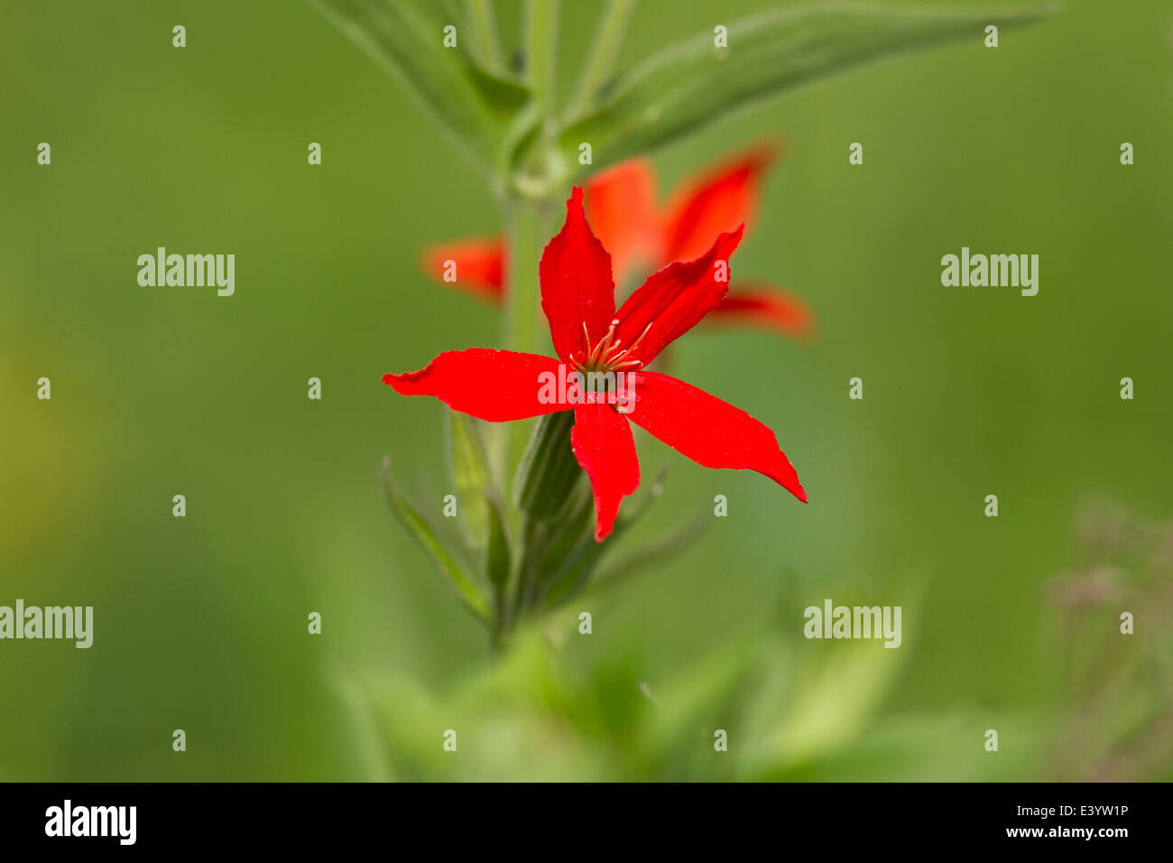 Flowers of royal catchfly (Silene regia Stock Photo - Alamy