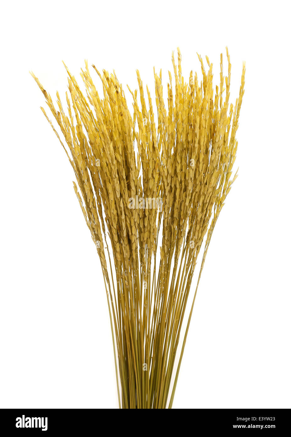 dried rice isolated on a white background Stock Photo - Alamy