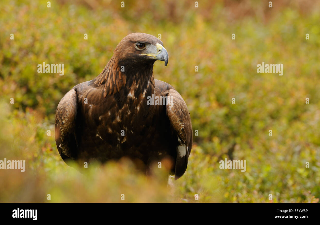 Golden Eagle, in the middle of autumn colored vegetation showing off ...
