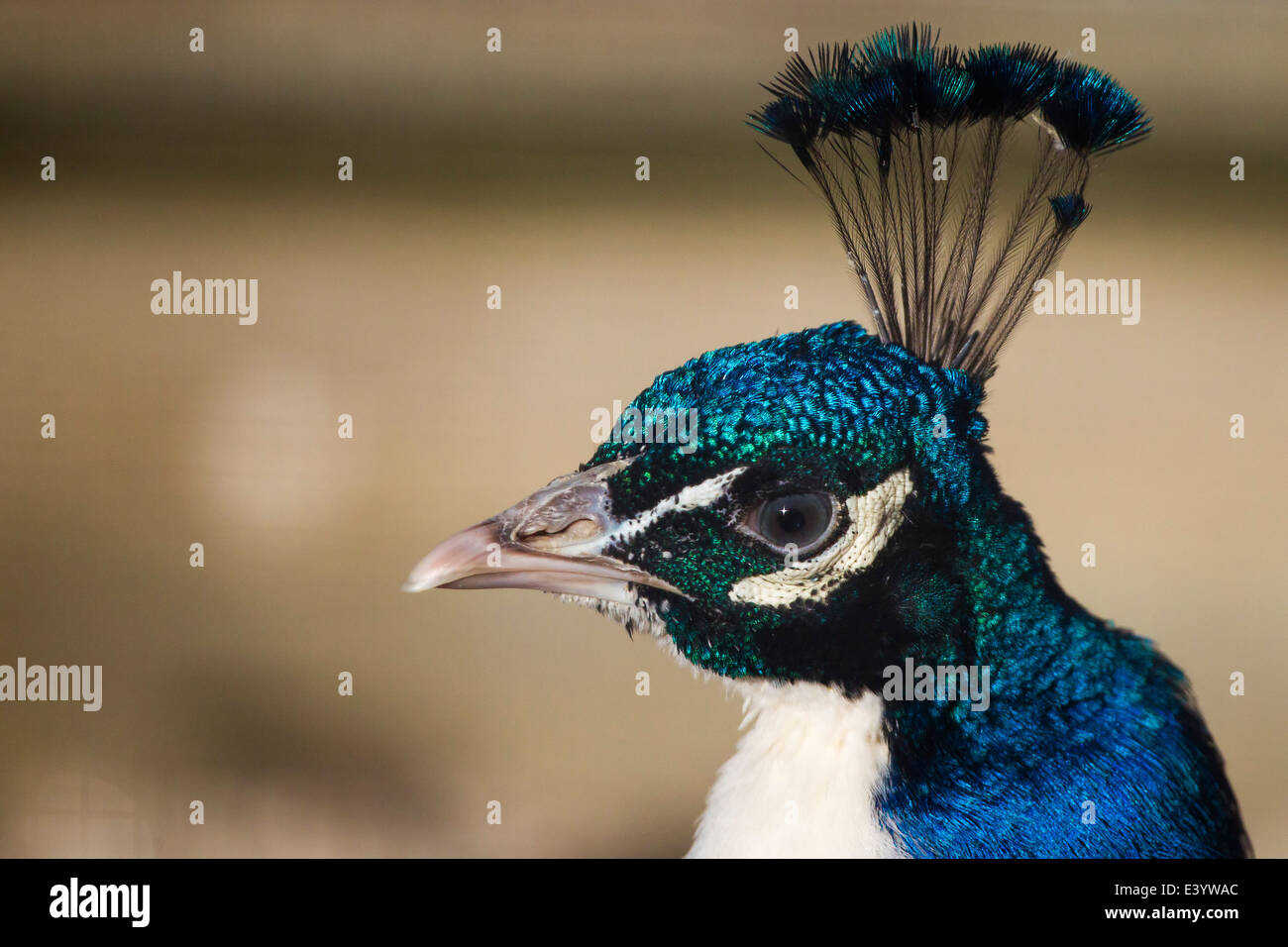 Peacock. Nymphalis io (Nymphalidae Stock Photo - Alamy