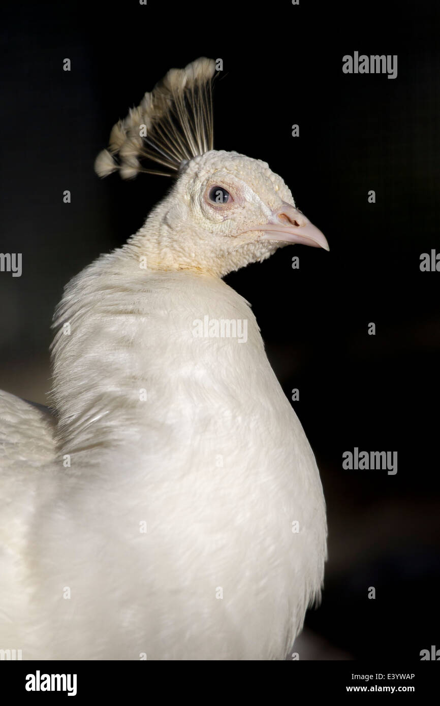 Peacock. Nymphalis io (Nymphalidae Stock Photo - Alamy