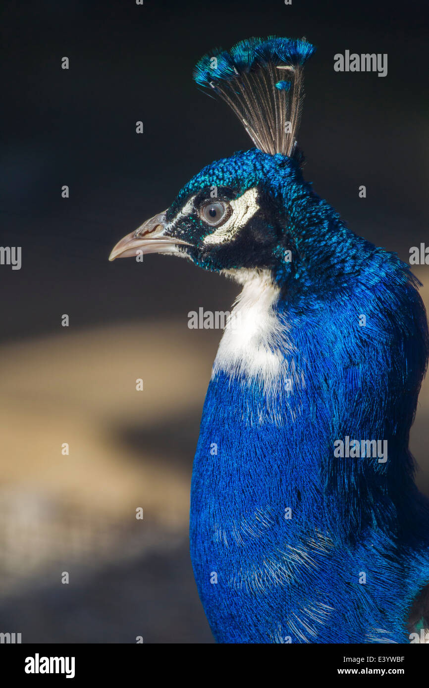 Peacock. Nymphalis io (Nymphalidae Stock Photo - Alamy