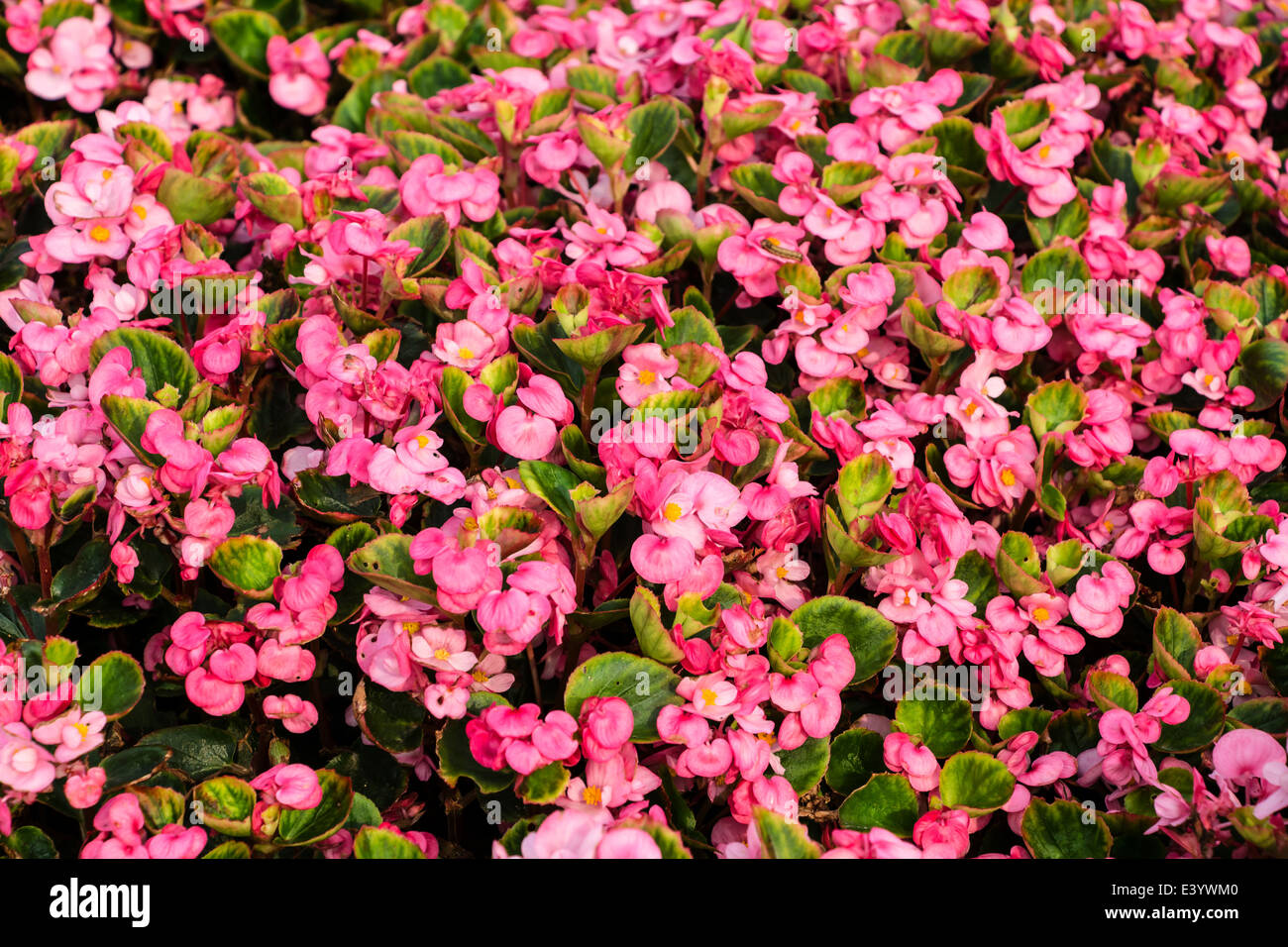 Begonia flowers background Stock Photo - Alamy