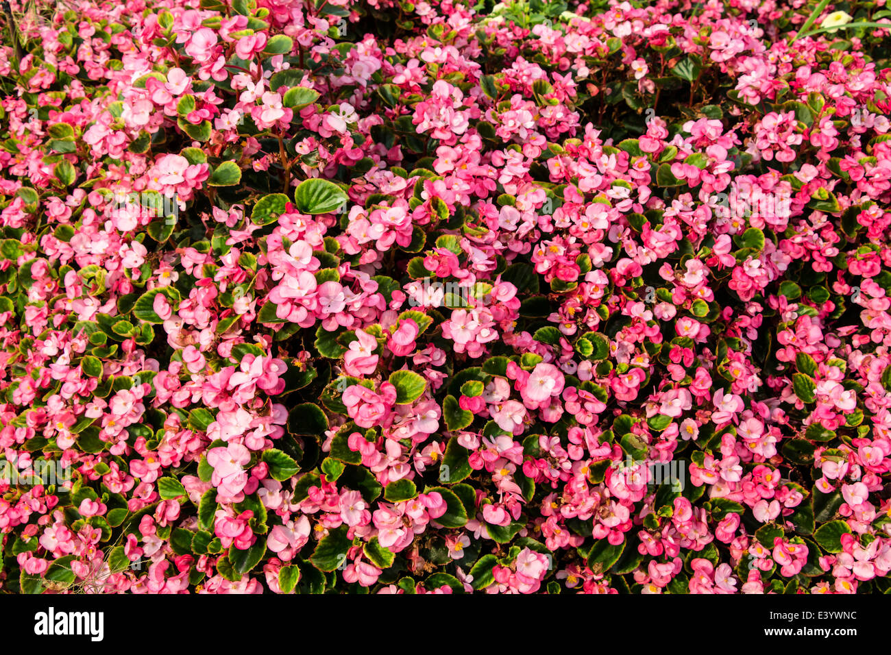 Gold begonia hi-res stock photography and images - Alamy