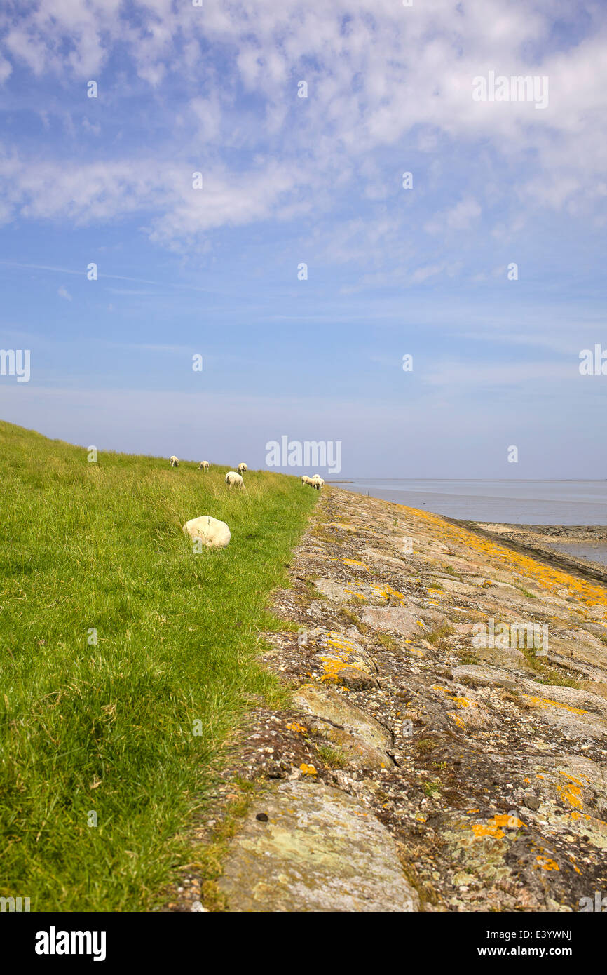 Dutch wide landscape with dike and blue sky Stock Photo - Alamy