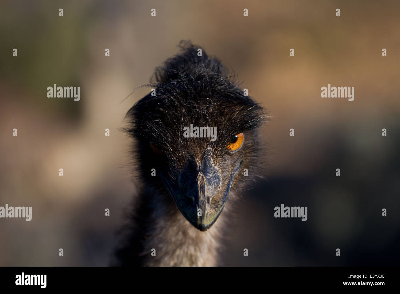 A mysterious Emu, shade falling on the one side of his face so only the ...