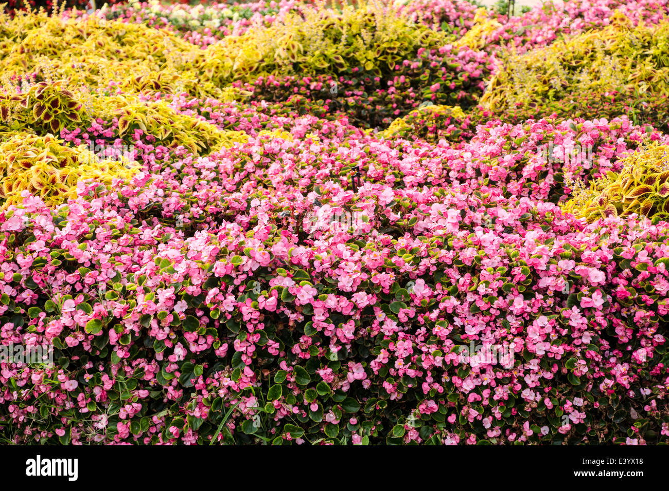 Gold begonia hi-res stock photography and images - Alamy