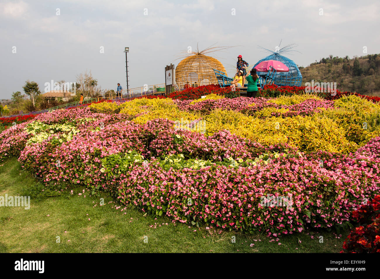 Gold begonia hi-res stock photography and images - Alamy