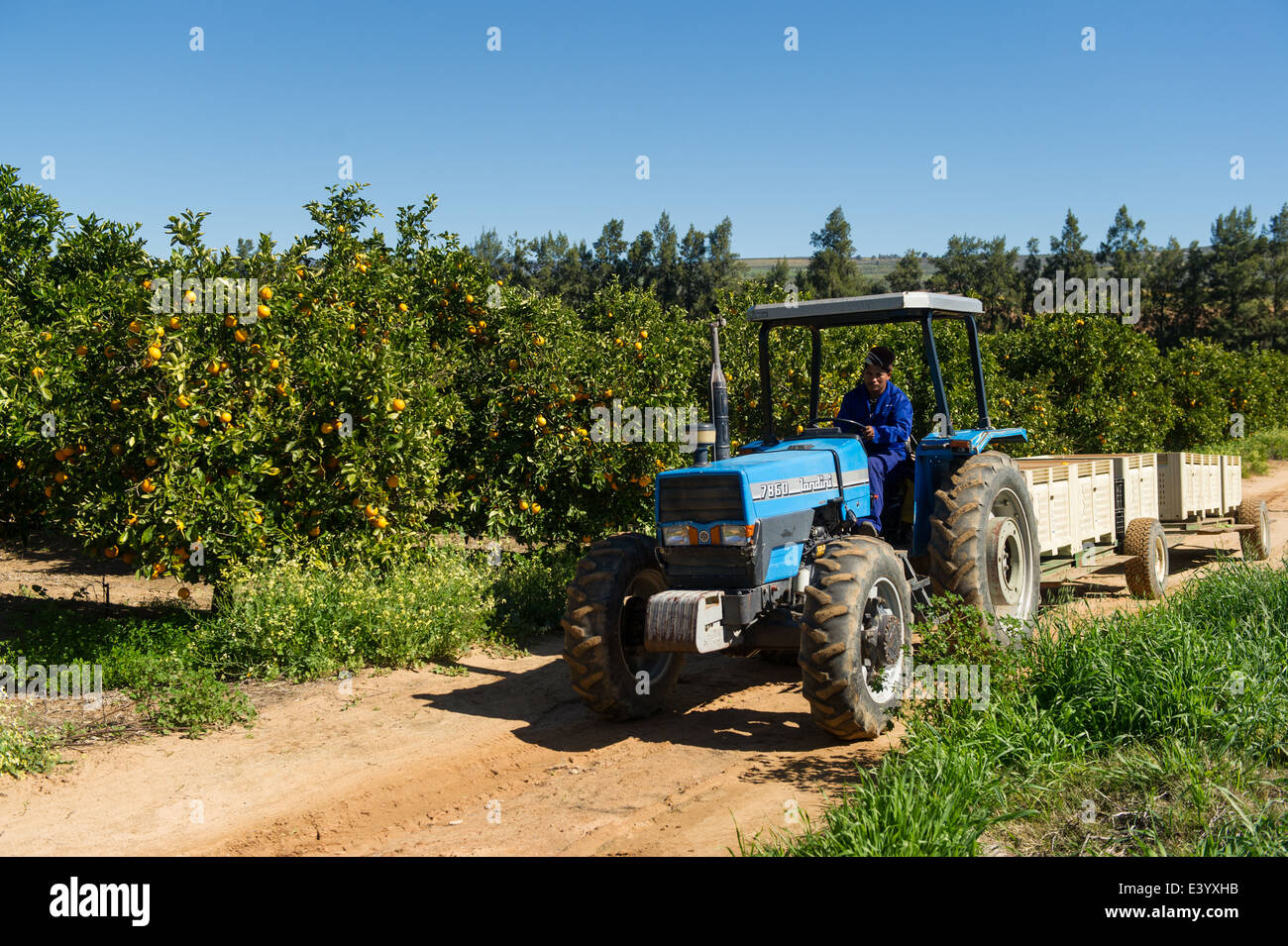 Tractor during harvesting season, Citrus Farm, Clanwilliam, South ...