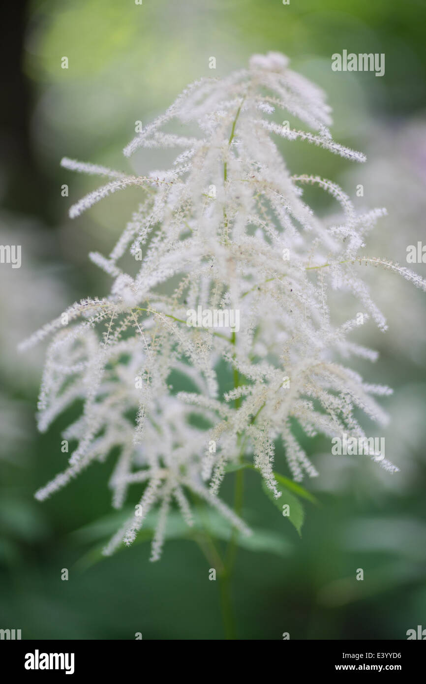 Goatsbeard blossom close up Aruncus dioicus sylvestris Stock Photo - Alamy