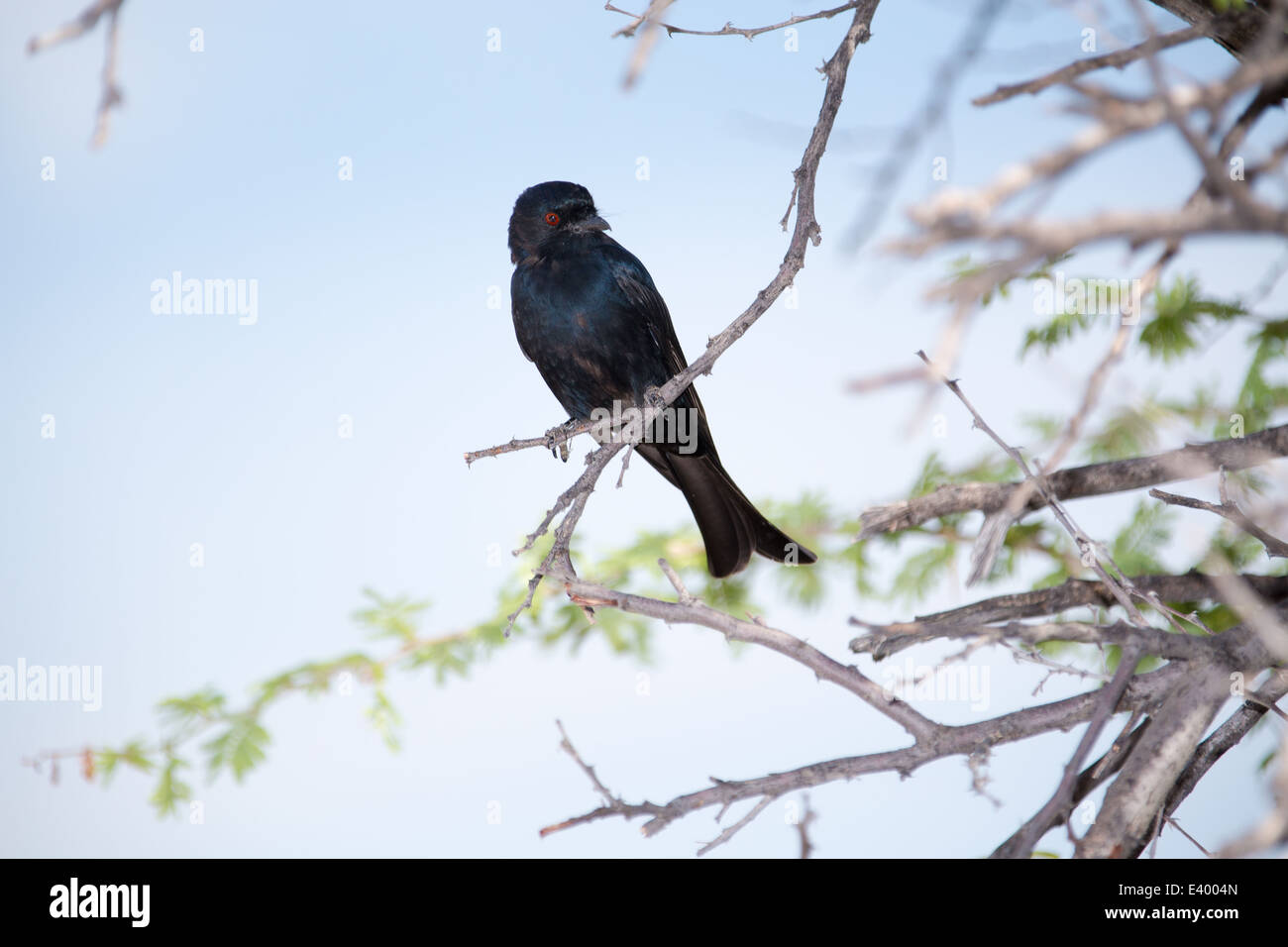 A black fork-tailed Drongo with red eyes, sitting on a tree branch ...