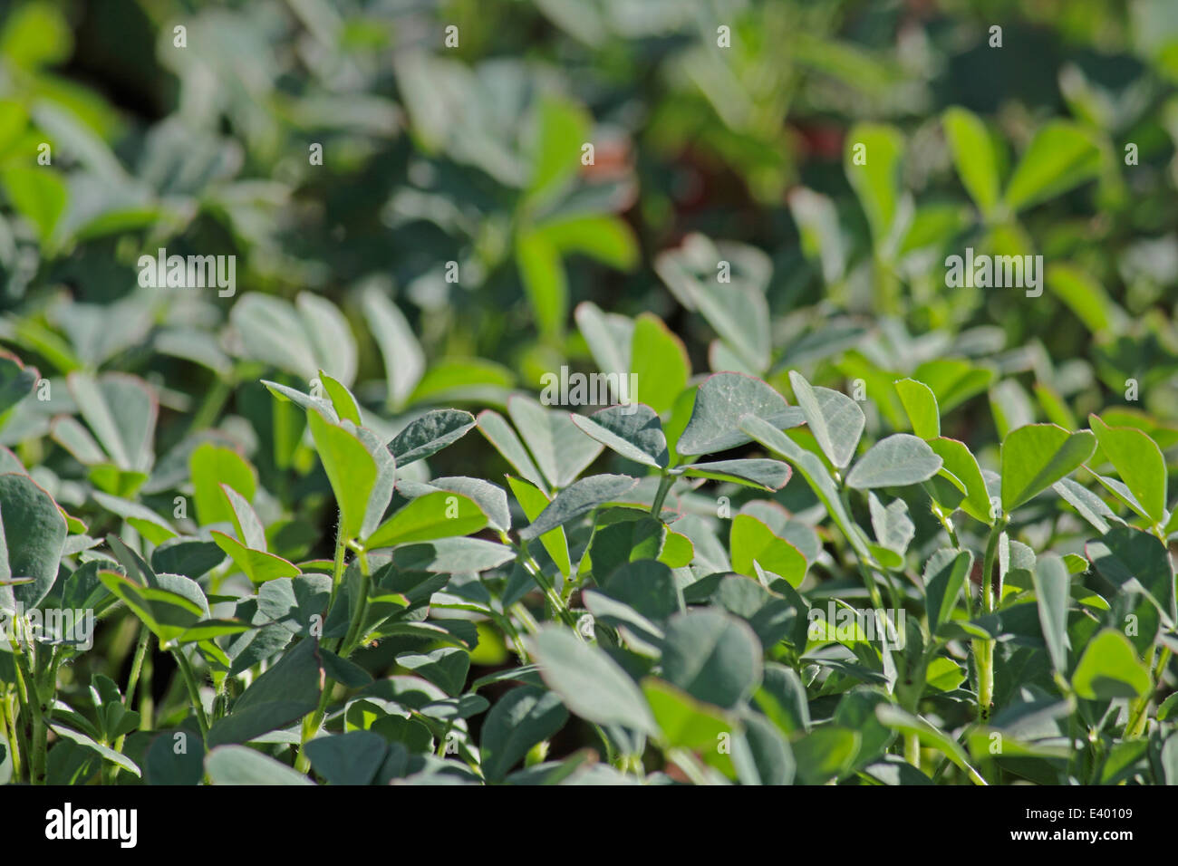 Plants of Fenugreek Foenum-graecum in a field Stock Photo - Alamy