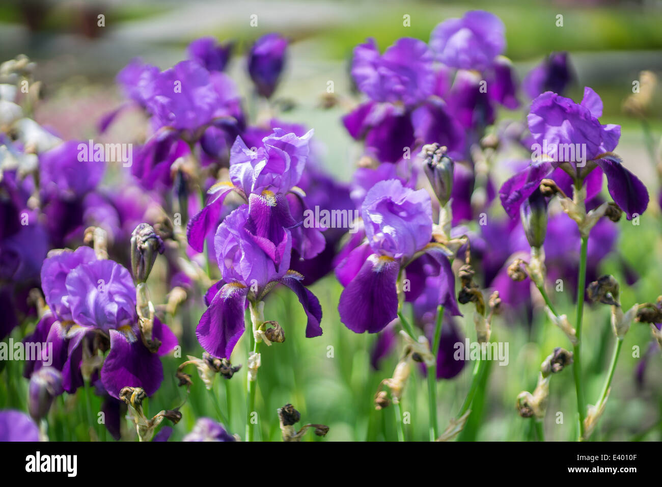 Violet iris flowers Stock Photo - Alamy